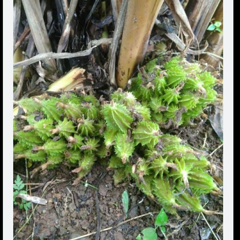 Jual Buah Wresah Atau Hanggasa Segar 1 Kg / Buah Wersah Atau Resah ...