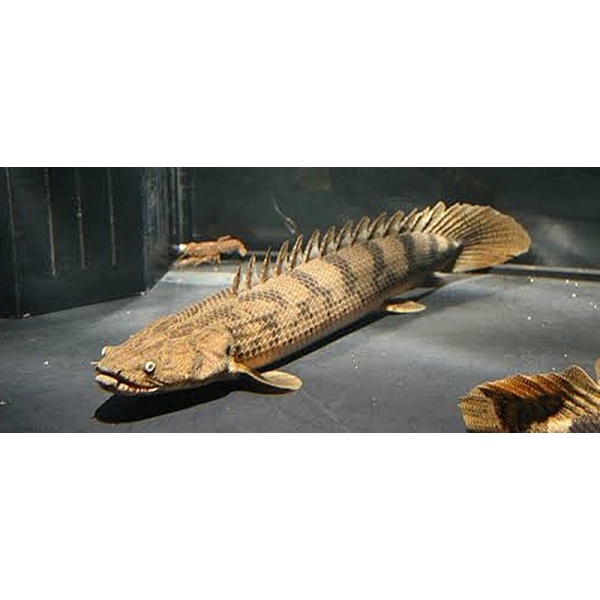 Jual ikan predator palmas endlicheri ikan naga | Shopee Indonesia