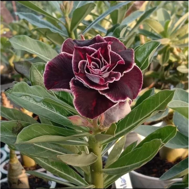 Jual NEW ADENIUM GRAFTING LILAC FROST (stok terbatas) | Shopee Indonesia