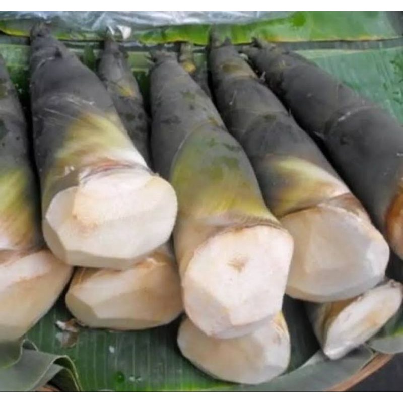 Jual REBUNG BAMBU WULUNG BAMBU HITAM SEGAR | Shopee Indonesia