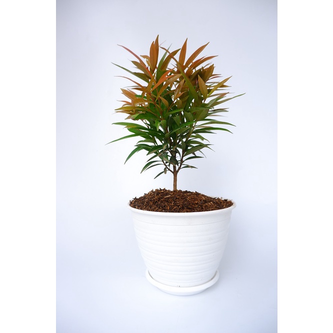 Jual Tanaman Hias Daun Pucuk Merah - Bunga Pucuk Merah | Shopee Indonesia