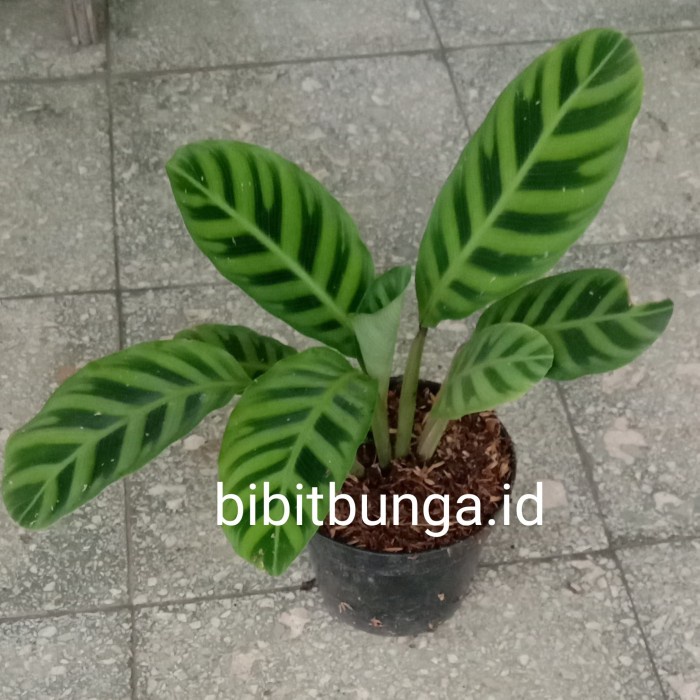 Jual Calathea Zebrina pisang ster hijau / bibit tanaman hias bunga ...