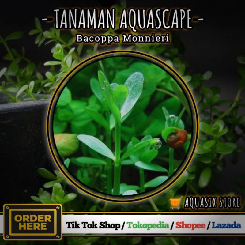 Jual Tanaman AQUASCAPE Bacopa monnieri | Shopee Indonesia