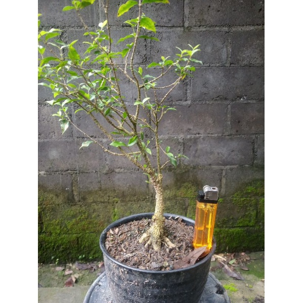 Jual bahan bonsai sakura mikro realpict akar mantap batang lumayan ... Jual bahan bonsai sakura mikro realpict akar mantap batang lumayan ...