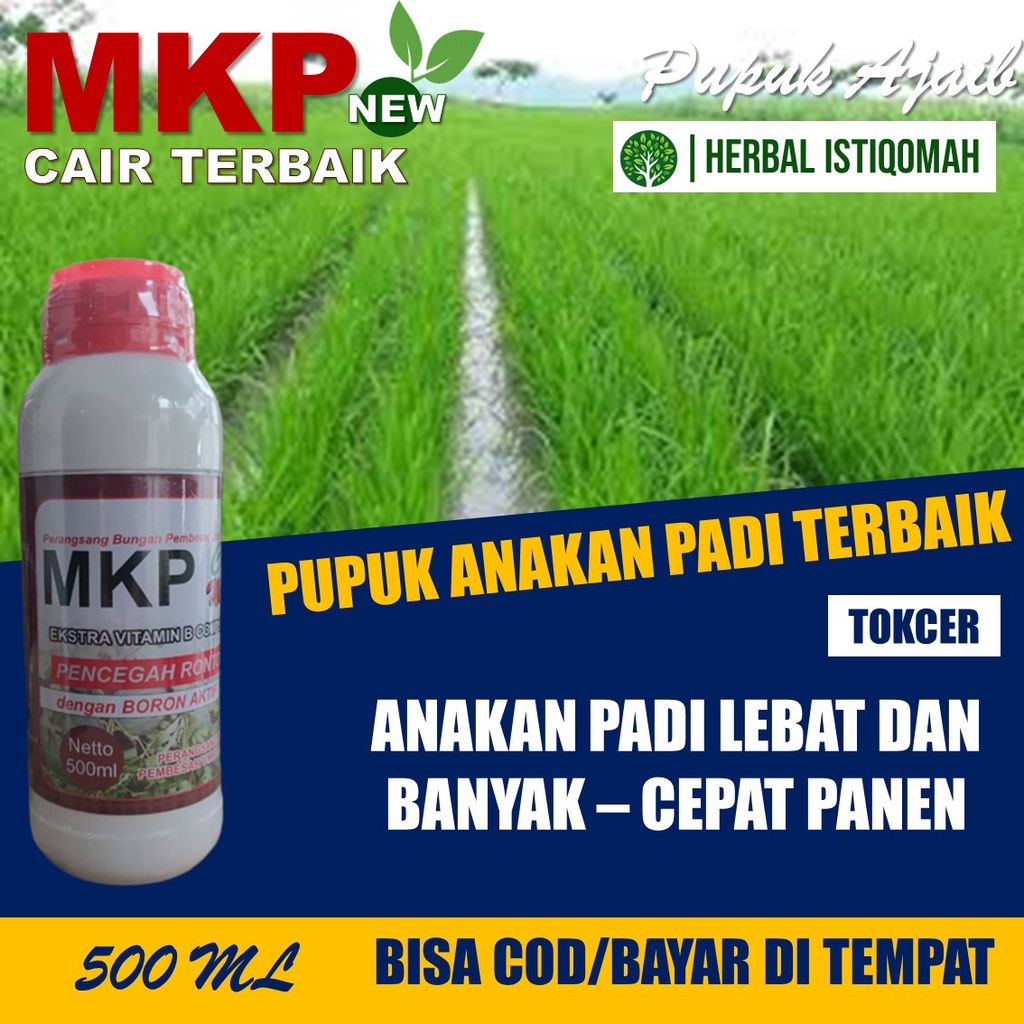Jual 100% ORIGINAL) PUPUK PELEBAT PADI MKP CAIR NEW Perbanyak Anakan Padi Berat PADI Lebih ...