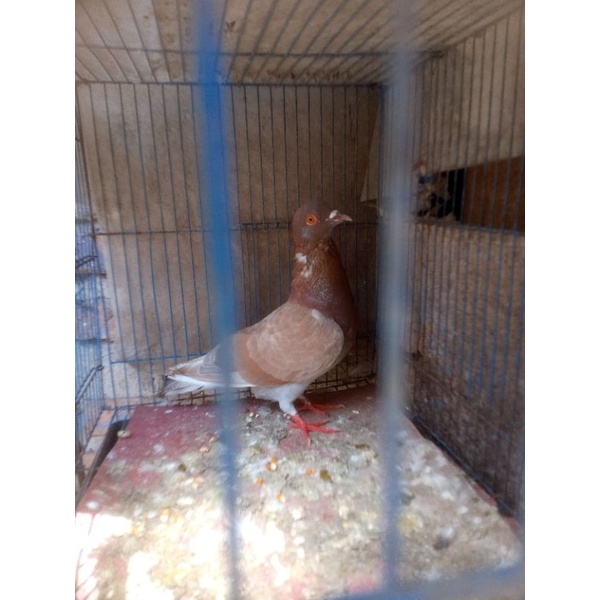 Jual Burung Dara Jantan | Shopee Indonesia