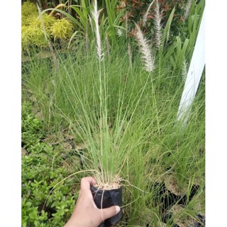 Jual tanaman ekor kuda/tanaman ilalang hias | Shopee Indonesia