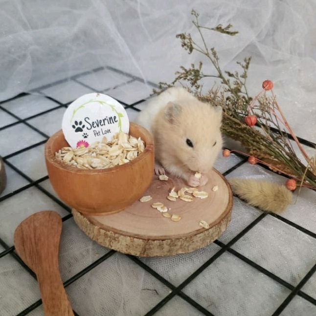 Jual Rolled Oats camilan hamster snack hamster | oat snack sugar glider ...