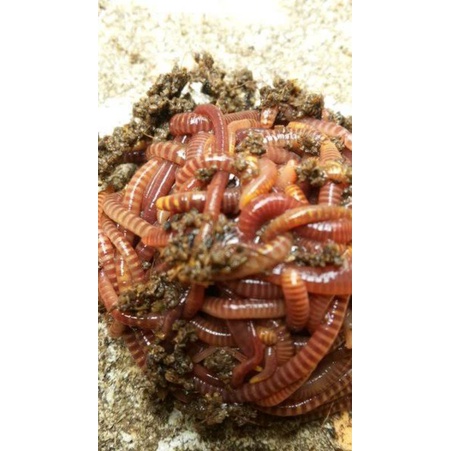 Jual CACING TIGER 1kg ,CACING ORGANIK,CACING LUMBRITUS | Shopee Indonesia