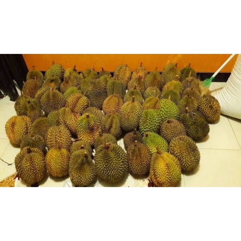 Jual PROMO!! DURIAN DJAMIN MAKNYUSS BISA REQUEST /KULIT HIJAU/KULIT KUNING Dll Murah meriah SE ...