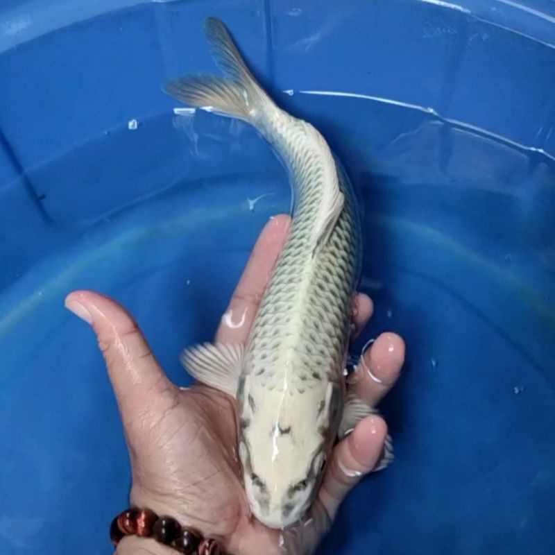Jual Ikan Koi Blitar Jenis Mukashi / Rumah Koi Jakarta / kode 0010 ...
