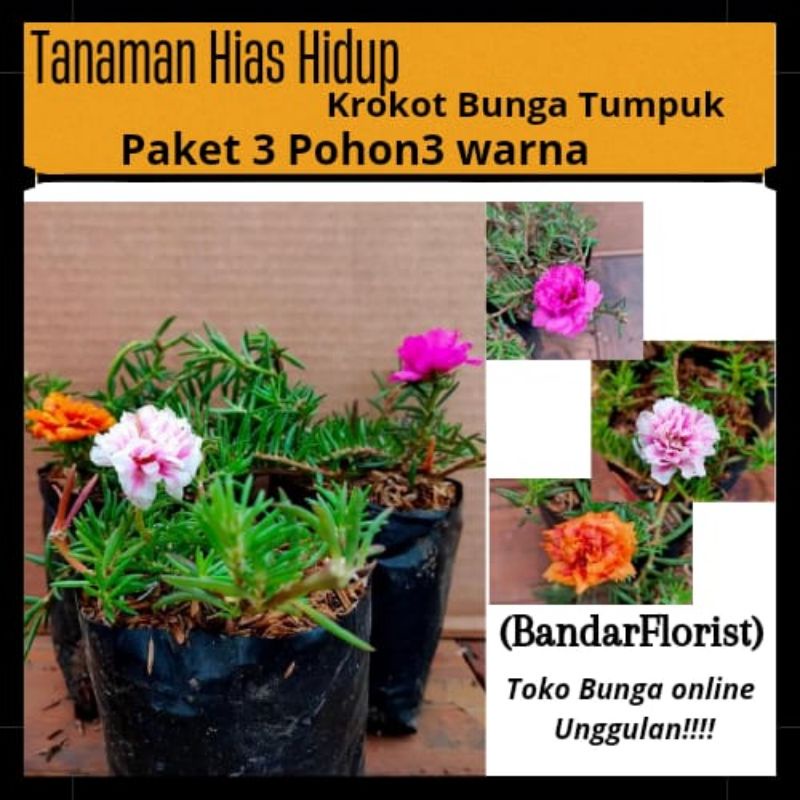 Jual Paket 3 pohon 3 warna bunga krokot Tumpuk (alur Tumpuk) | Shopee ...