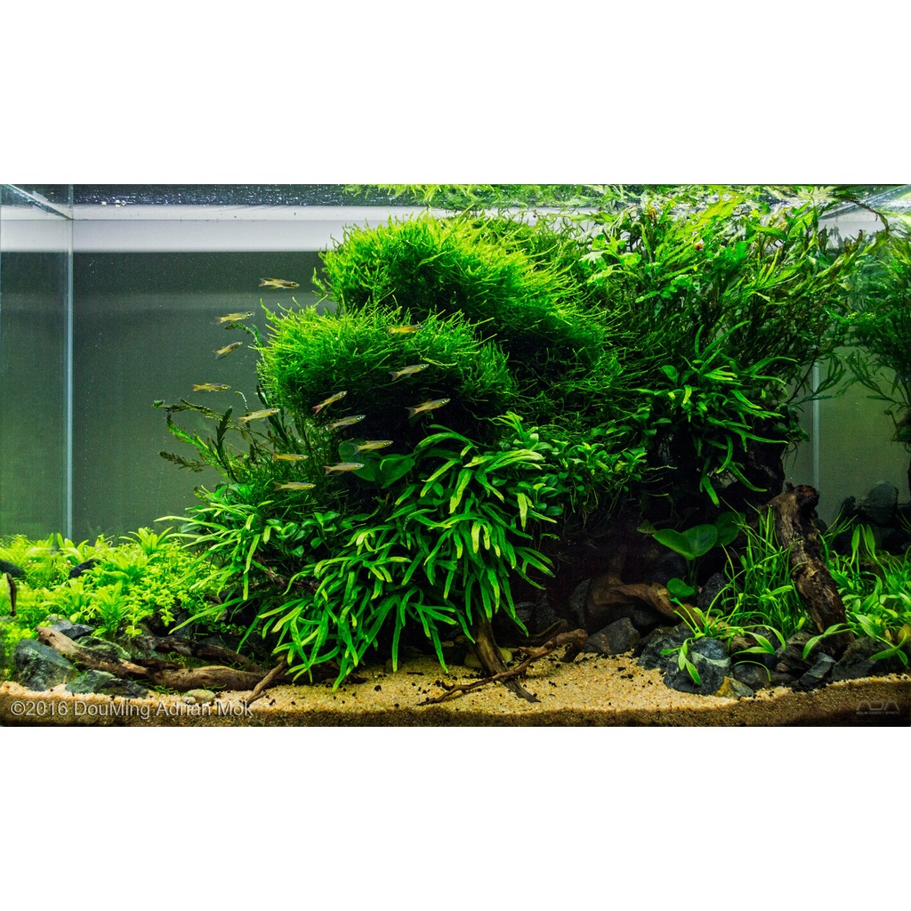 Jual Kadaka Java Fern Mini - Tanaman Aquascape Low co2 | Shopee Indonesia