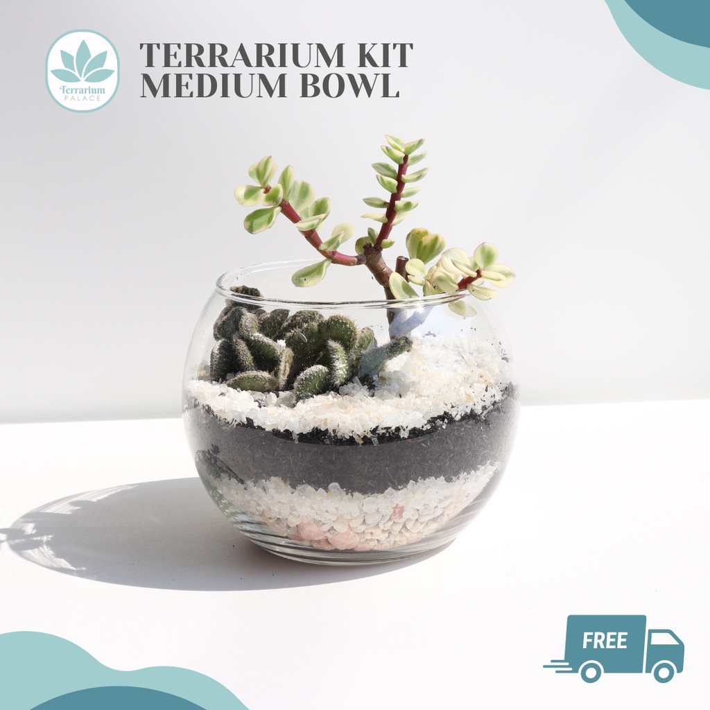 Jual PLANTING KIT GROW KIT GARDENING KAKTUS TERRARIUM SUKULEN RAKIT ...