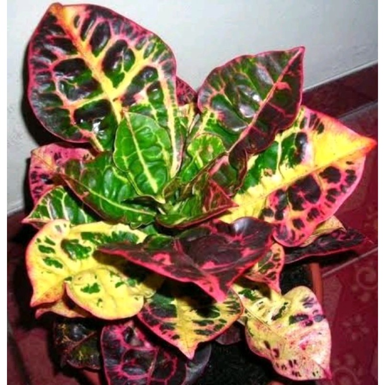 Jual Tanaman Puring Kura/Tanaman Hias Puring Kura/Bibit Pohon puring ...