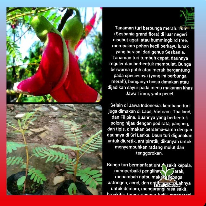 Jual Bibit Tanaman Pohon Turi merah - Tanaman kaya manfaat - beli 3 ...