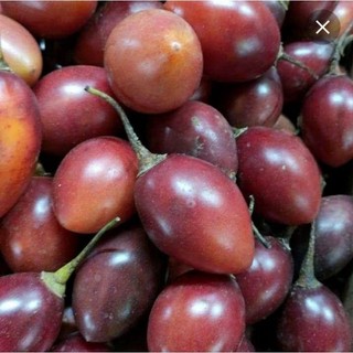 Jual terong belanda / terong pirus 500g | Shopee Indonesia
