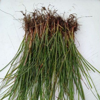 Jual Rumput teki/suket teki segar cabutan akar batang daun 250 gram ...