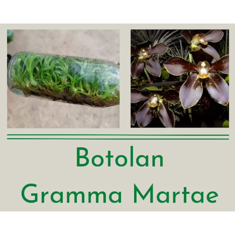 Jual Botolan Gramma Martae | Shopee Indonesia