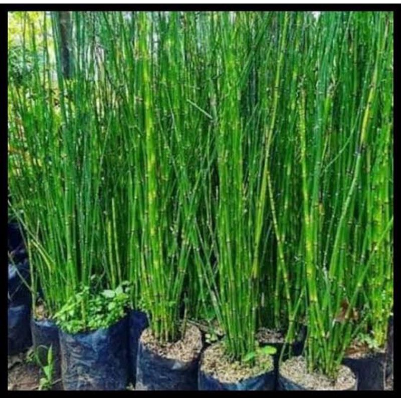 Jual Tanaman Bambu Hias / Paku Ekor Kuda Kaku/ Bambu Jepang/ Tanaman ...