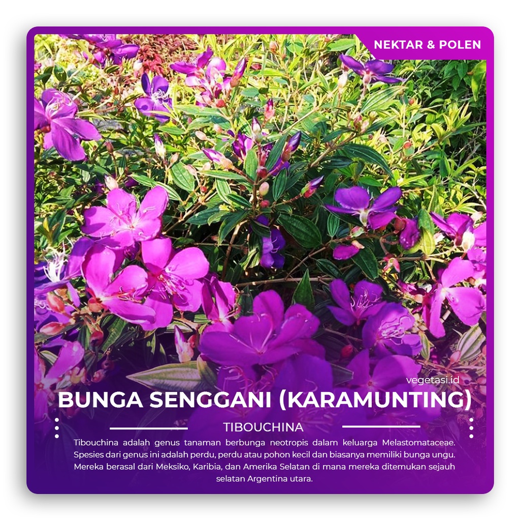 Jual PROMO Bibit Bunga Senggani Taibo Cina / Tibouchina / Karamunting ...