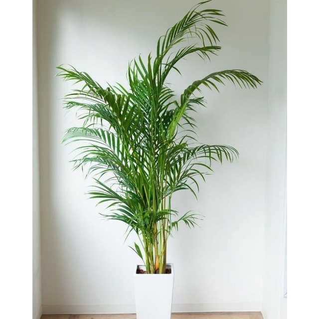 Jual { BISA COD } tanaman hias palem kuning tinggi 1 meter palm kuning ...