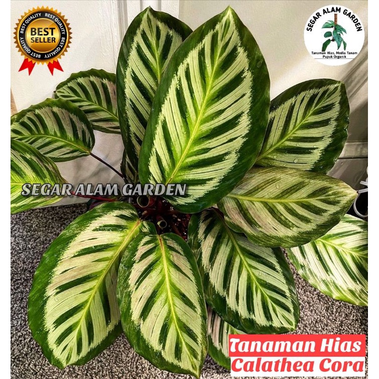 Jual Calathea Langka Tanaman Hias Calathea Cora Lokal 5 Daun Ukuran ...