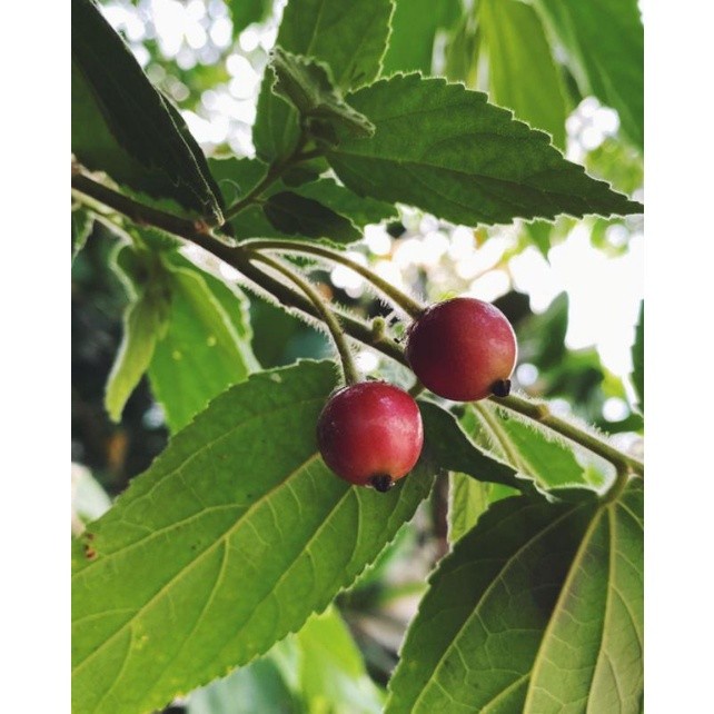 Jual Tanaman buah talok / karsen / seri / ceri lokal / kersen segar ...