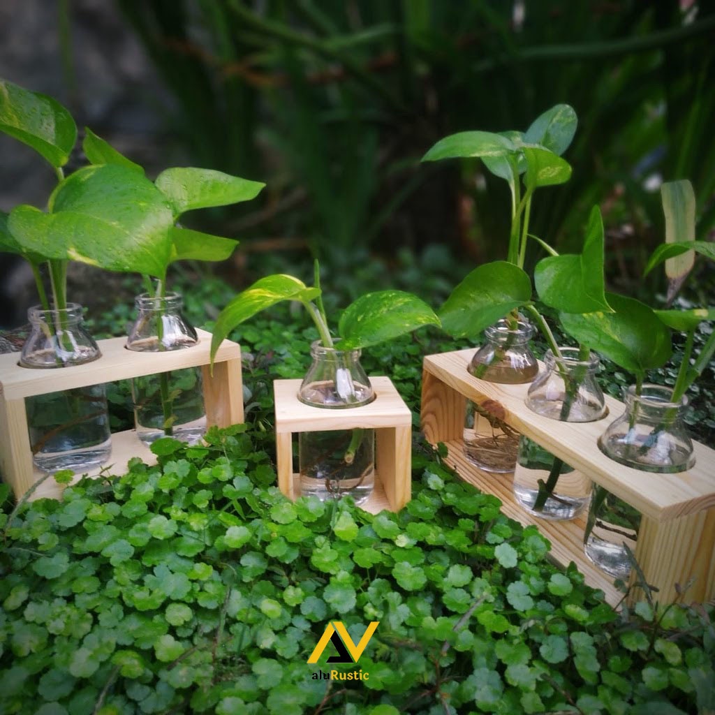 Jual Vas tanaman rustic / Planter Kayu Jati belanda / Propagation Vase ...