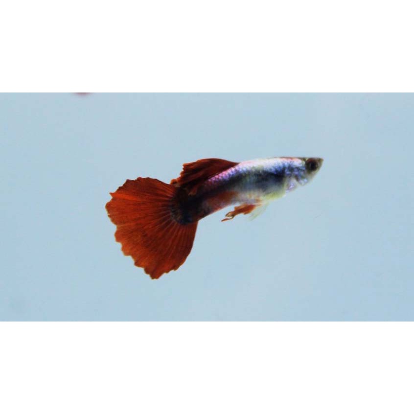Jual Ikan Guppy PRT (Platinum Red Tail) | Ikan Hias Air Tawar Akuarium | Shopee Indonesia