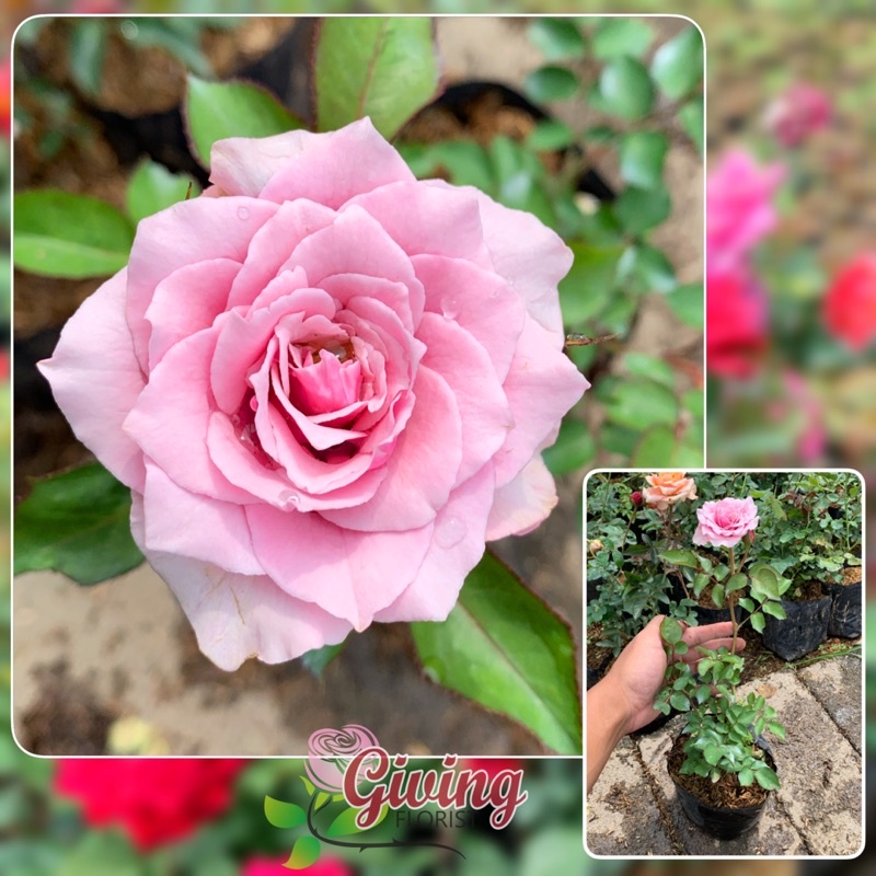 Jual Tanaman Hias Bunga Mawar Holland Peach Ungu (Sudah berbunga) | Shopee Indonesia