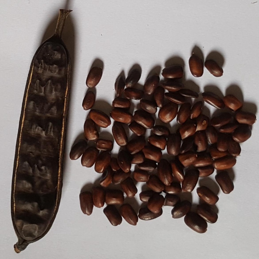 Jual Benih Biji Pohon Trembesi 100 gram Unggulan Benih-Biji | Shopee ...