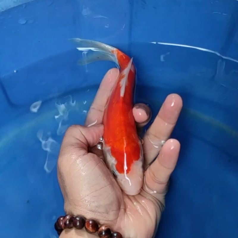 Jual Ikan Koi Blitar Jenis Kohaku / Rumah Koi Jakarta / kode 0040 ...