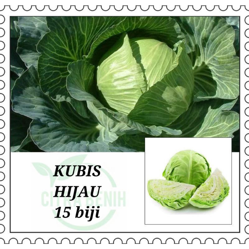 Jual 15 Biji - Benih Kubis Kol Hibrida AUTUMN F1 daratan rendah ...