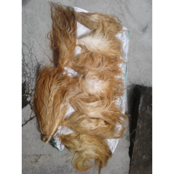 Jual GUBAT SAPI/EKOR SAPI TANPA GARAM SAPI LUAR NEGRI | Shopee Indonesia