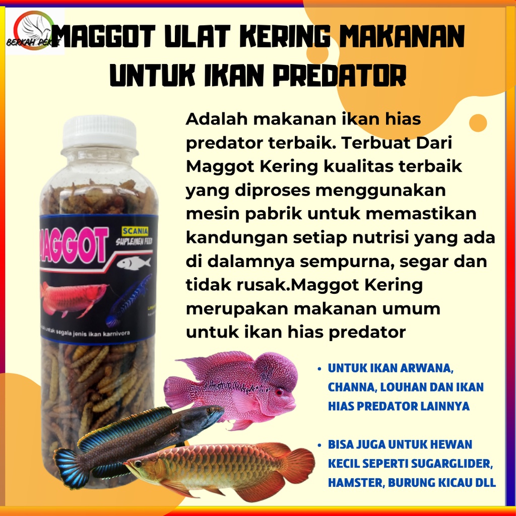 Jual MAGGOT ULAT KERING UNTUK PAKAN IKAN PREDATOR CHANNA, ARWANA ...