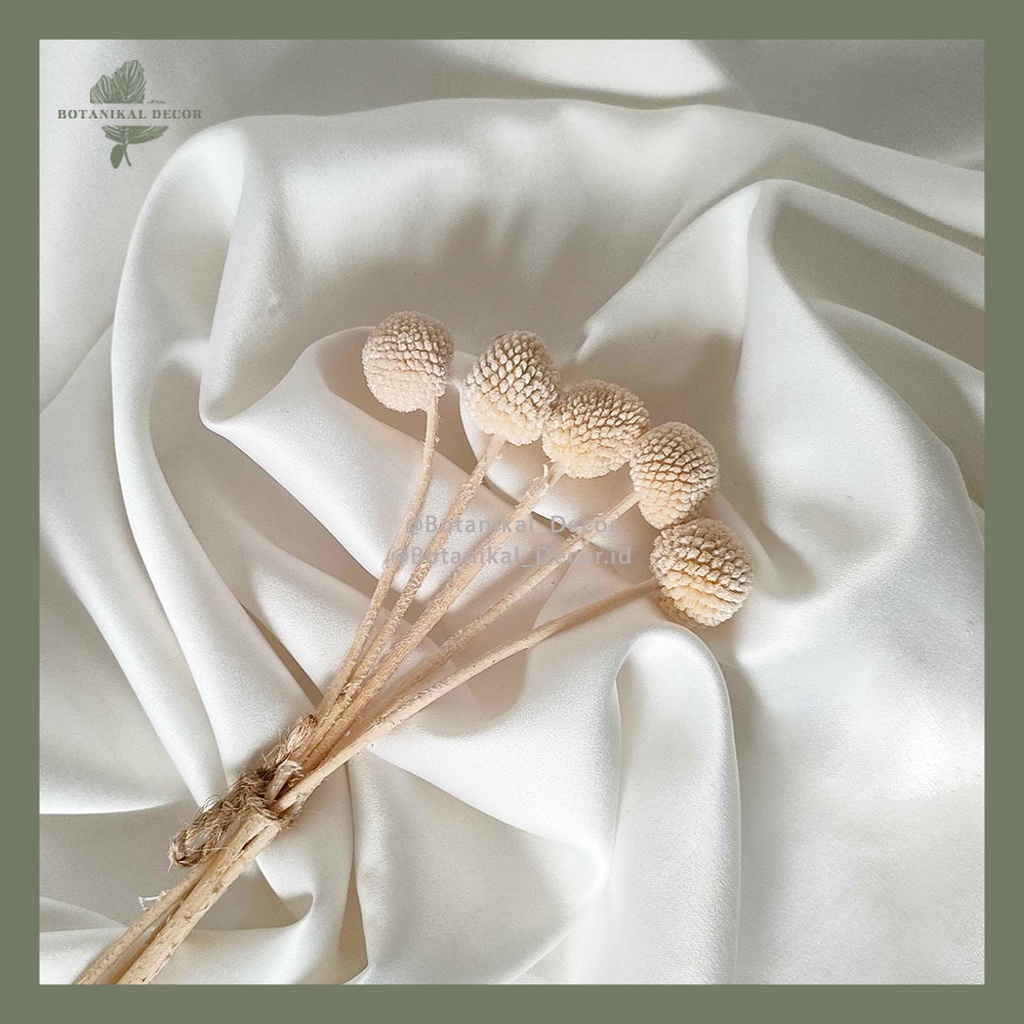 Jual Preserved Pure White Billy Button Bunga Kering Asli Hias Dekorasi ...