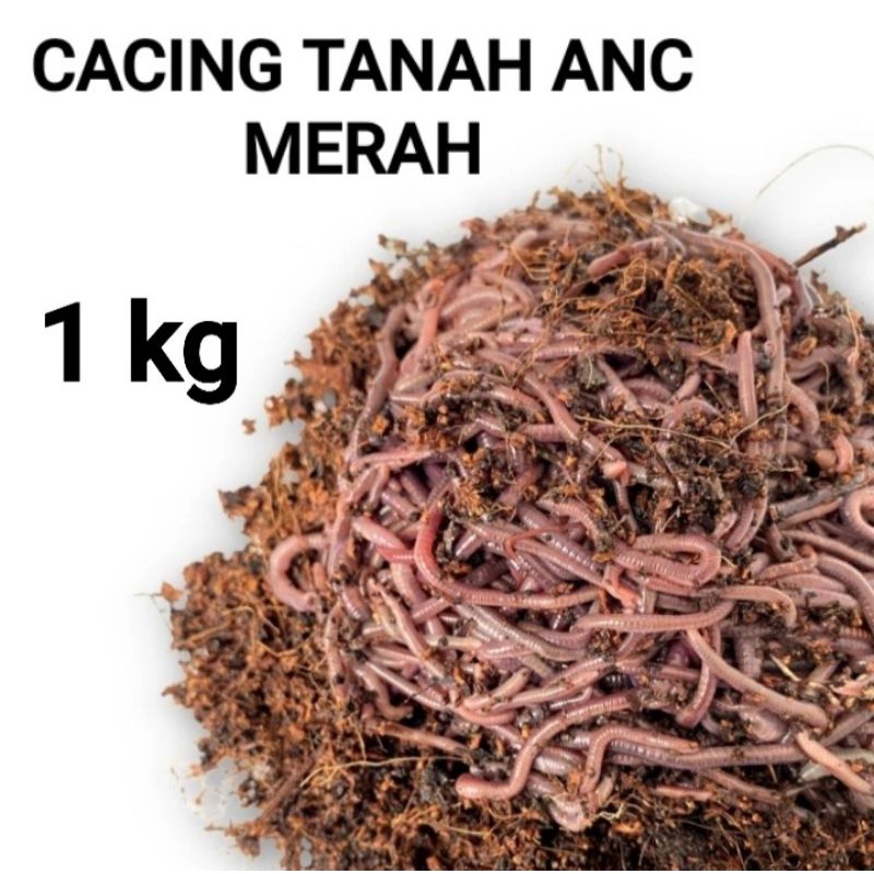 Jual cacing tanah anc cacing tanah merah 1 kilo pakan ikan+umpan ...