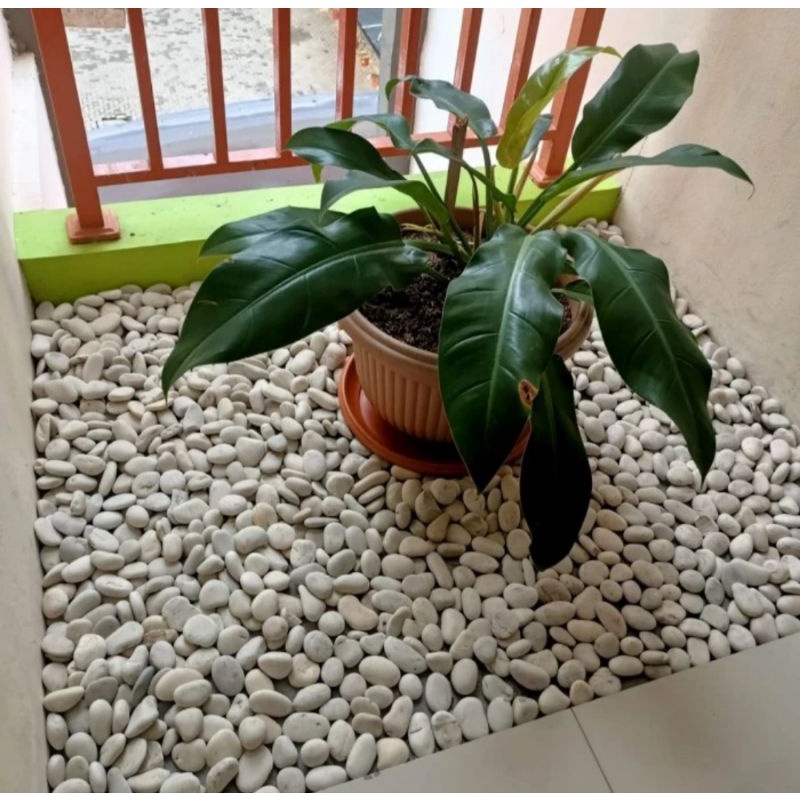 Jual Batu koral putih 1 kg, batu taman putih, batu aquarium putih ...