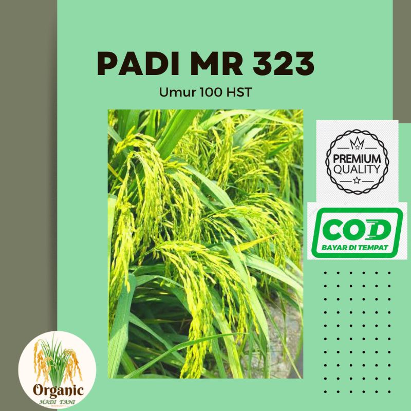 Jual BENIH PADI PREMIUM MR 323 Kemasan 5KG | Shopee Indonesia