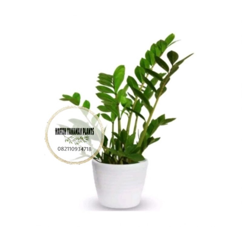 Jual POHON DOLAR ZAMIA dollar zamea jamia pohon dollar pohon hoki pohon ...