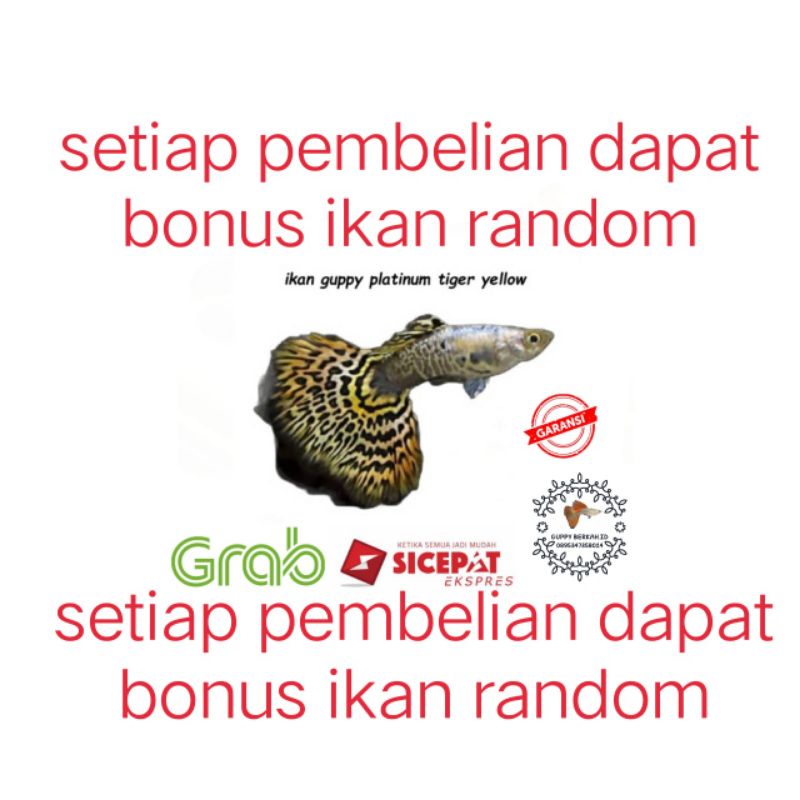 Jual packing styrofoam ( ikan guppy Platinum tiger yellow grade A ) | Shopee Indonesia