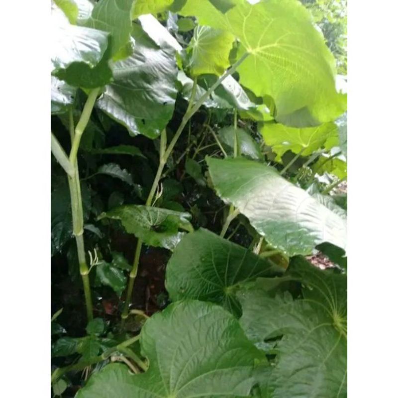 Jual daun gedebong tanaman gedebong segar 1kg | Shopee Indonesia