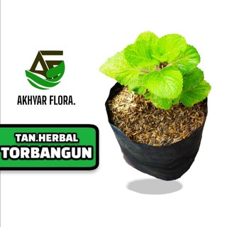 Jual Tanaman Torbangun Bibit Tanaman Herbal Bangun Bangun Daun ...