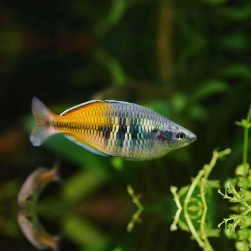 Jual Ikan Rainbow Bosemani Jantan 5-6Cm | Shopee Indonesia