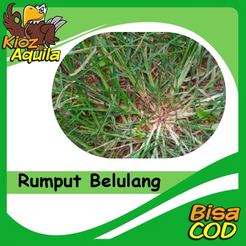 Jual Daun Tanaman Rumput Belulang atau jampang segar fresh 500 gram ... Jual Daun Tanaman Rumput Belulang atau jampang segar fresh 500 gram ...