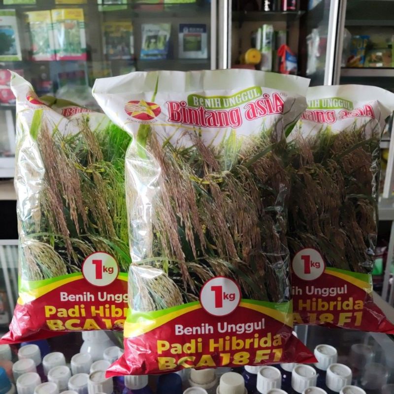Jual Benih Unggul Padi Hibrida BCA 18 F1 1kgb dari BINTANG ASIA ...
