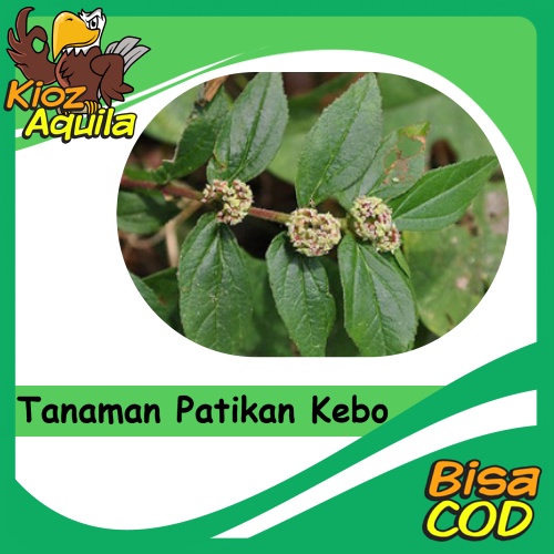 Jual Patikan Kebo Tanaman 250 gram Obat Herbal | Shopee Indonesia