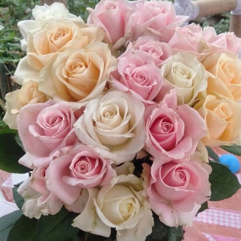 Jual Bunga Mawar Bludru Panjang Satuan Premium | Shopee Indonesia