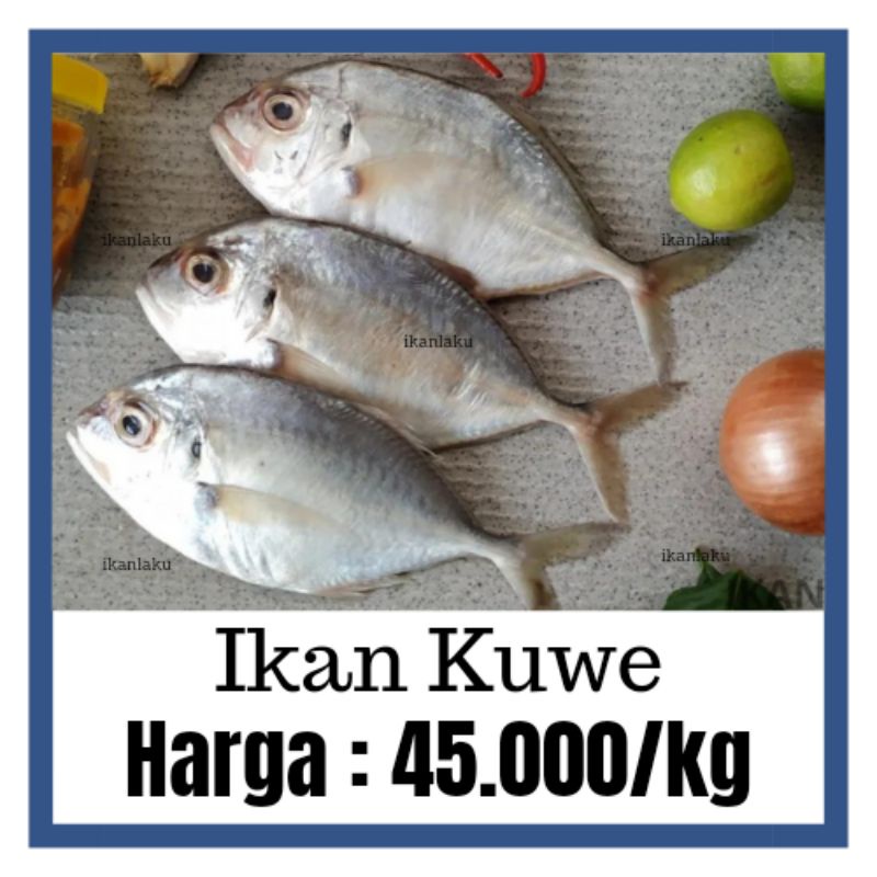 Jual IKAN KUWE BESAR | KUWE KECIL PREMIUM FRESH TERMURAH BERGARANSI ...